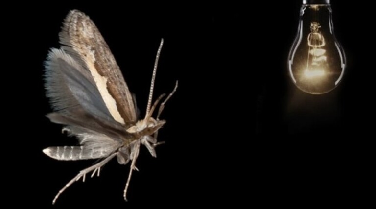 ¿Por qué los insectos se sienten atraídos hacia la luz? - Upyd.es